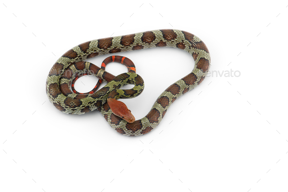 100 Flower rat snake isolated on white background Stock Photo by ...