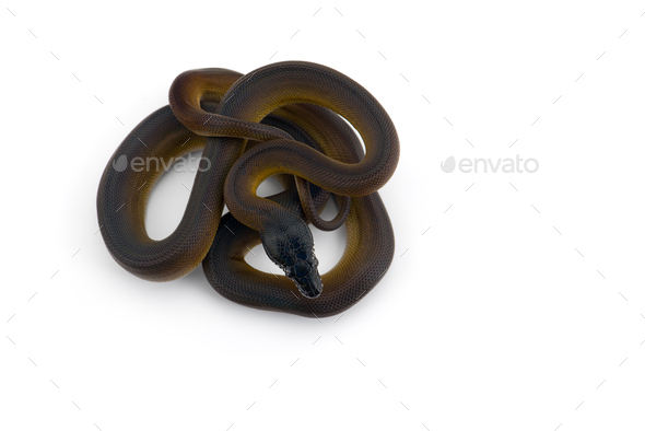 rainbow White-lipped Python isolated on white background Stock Photo by ...