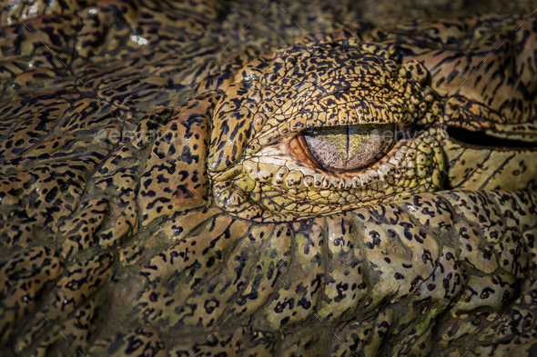 The eye of a crocodile, Crocodylus niloticus Stock Photo by Mint_Images