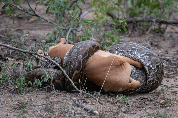 An African python, Python sebae, strangles an antelope Stock Photo by ...