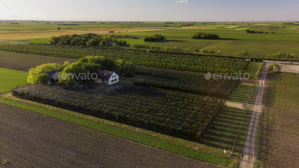 Ripe apples in an small orchard farm ready for harvesting, covered with ...