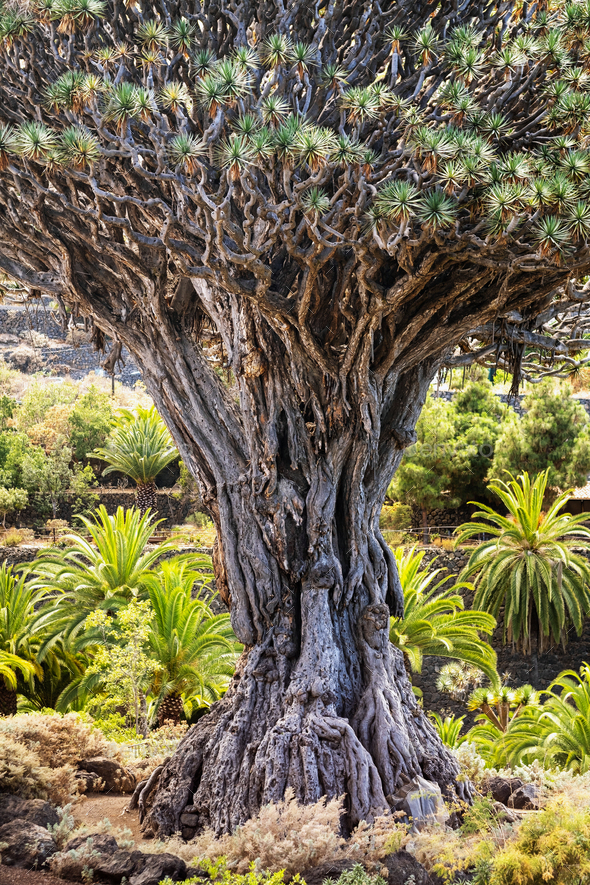 millenarian dragon tree, Icod de los vinos, Tenerife, Spain Stock Photo ...