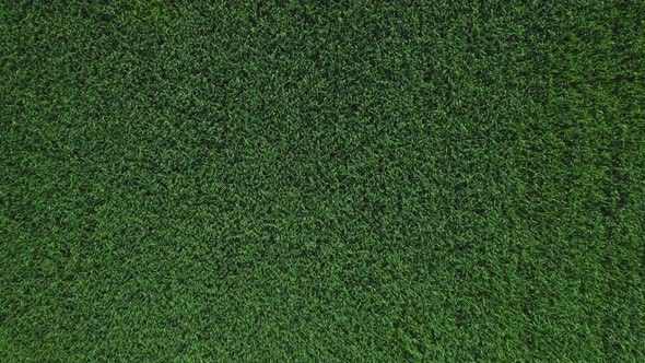 Perfect Green Lawn or Field, Stock Footage | VideoHive