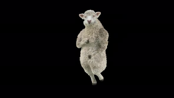 29 Sheep Dancing 4K, Motion Graphics | VideoHive