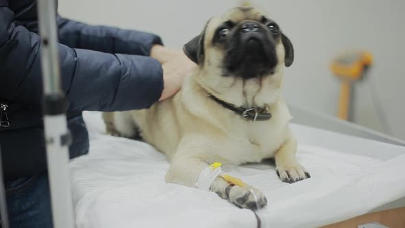 A Sick Pug Dog in a Veterinary Clinic with a Catheter in the Paw. Close ...