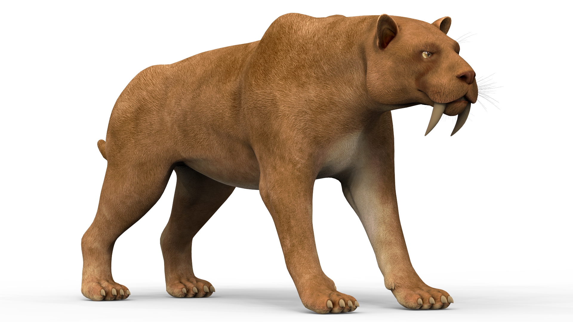 Sabertooth With PBR Textures by creativejungle007 | 3DOcean