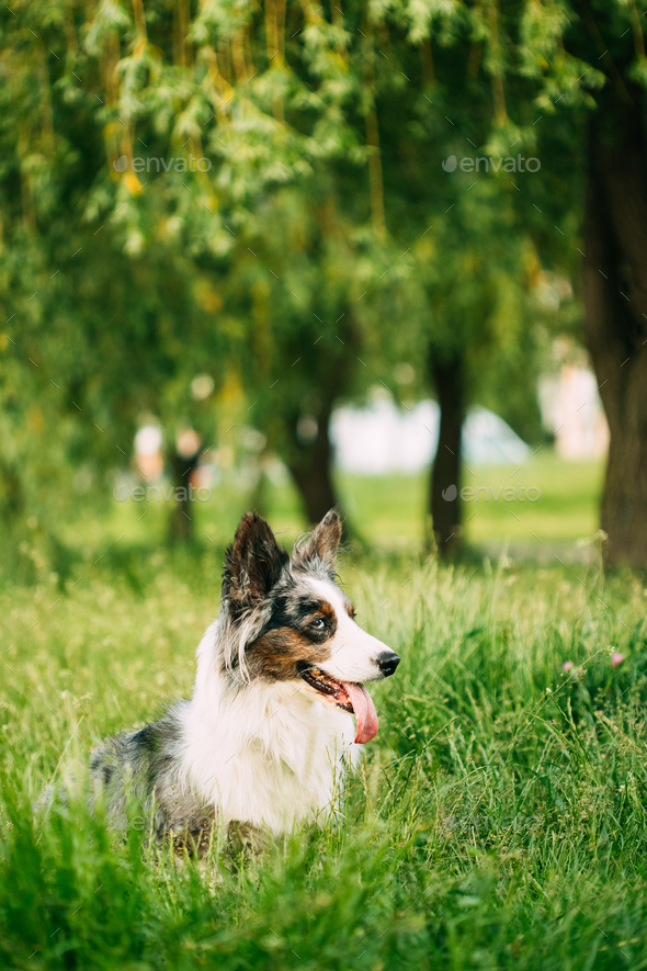 Funny Blue Merle Cardigan Welsh Corgi Dog Sitting Stock Photo by Great_bru