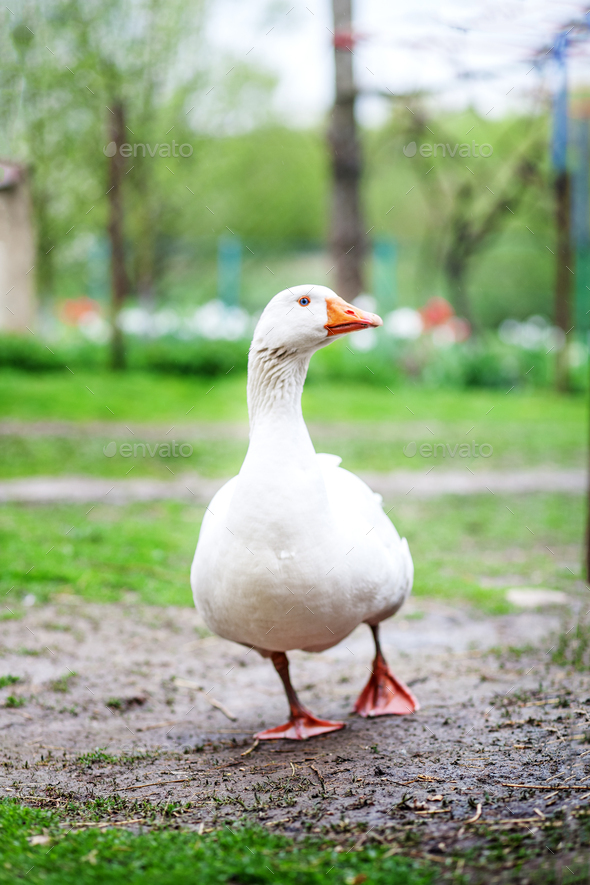 White domestic goose walking on the trail. The concept is a poul Stock ...