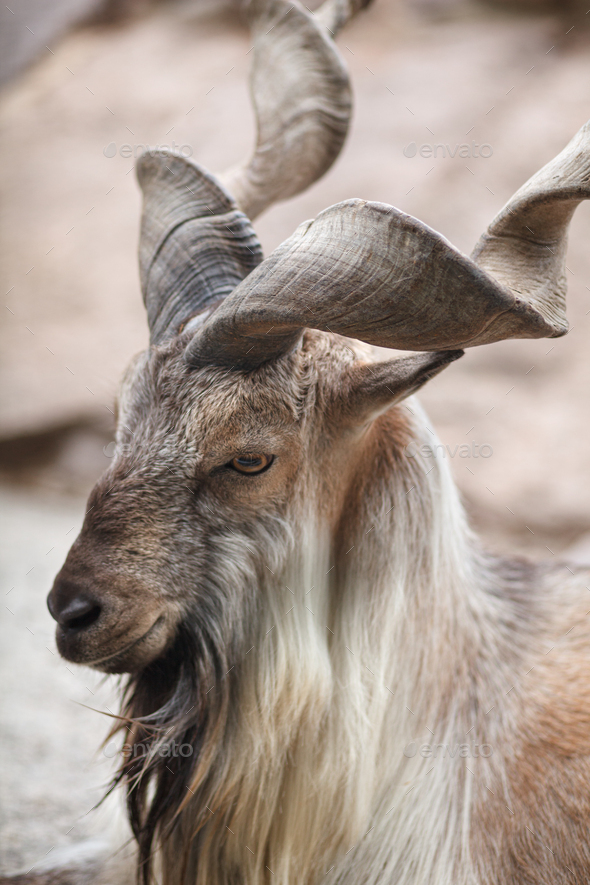 screw-horned goat Markhor in nature Stock Photo by schum45 | PhotoDune