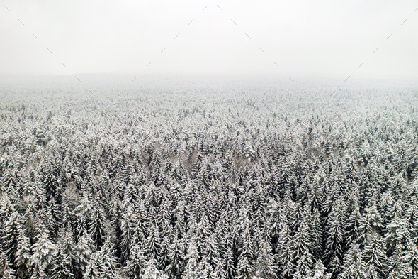 View from the height of the winter forest with snow-covered trees in ...