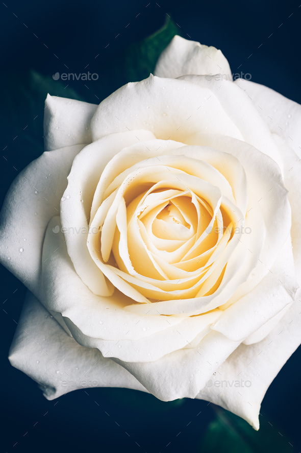 Beautiful big white rose Stock Photo by Manuta | PhotoDune