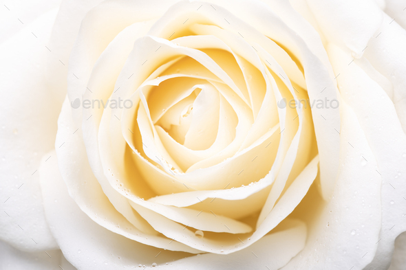 Beautiful big white rose Stock Photo by Manuta | PhotoDune