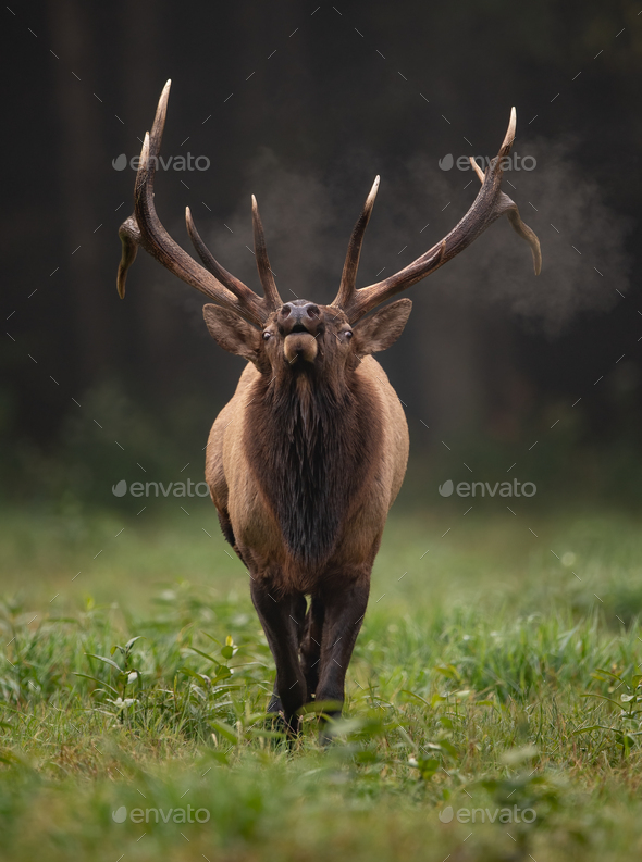 Large Bull Elk Portrait Stock Photo by harrycollinsphotography | PhotoDune