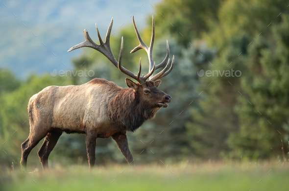 Large Bull Elk Portrait Stock Photo by harrycollinsphotography | PhotoDune