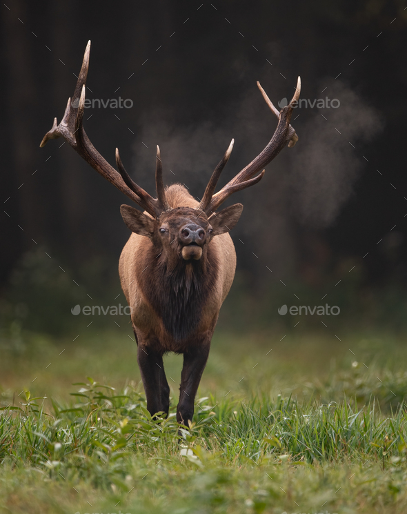 Large Bull Elk Portrait Stock Photo by harrycollinsphotography | PhotoDune