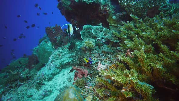 moorish idol and two angel fish feed at a coral reef, Stock Footage