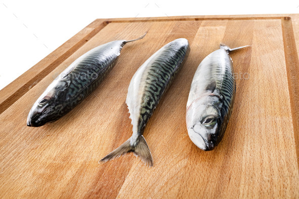 Mackerel fish in studio Stock Photo by cynoclub | PhotoDune