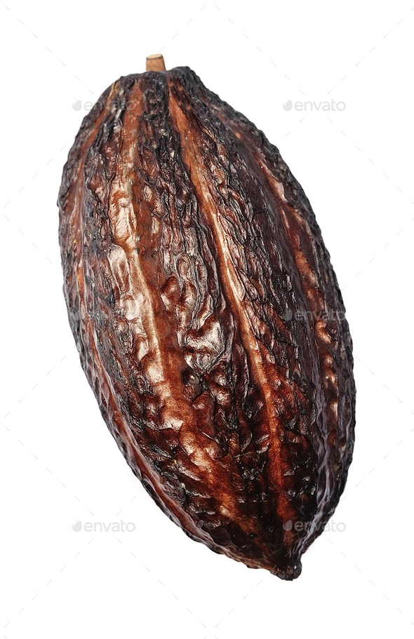 Cacao pods Stock Photo by vmariia | PhotoDune