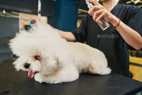 Applying fur conditioning spray after grooming the pets Stock Photo by ...