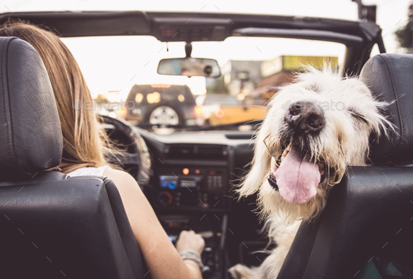 Funny dog driving with his owner on a convertible car Stock Photo by ...