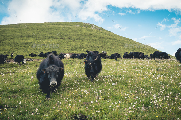 Tibetan yaks on mountain top grassland Stock Photo by lzf | PhotoDune