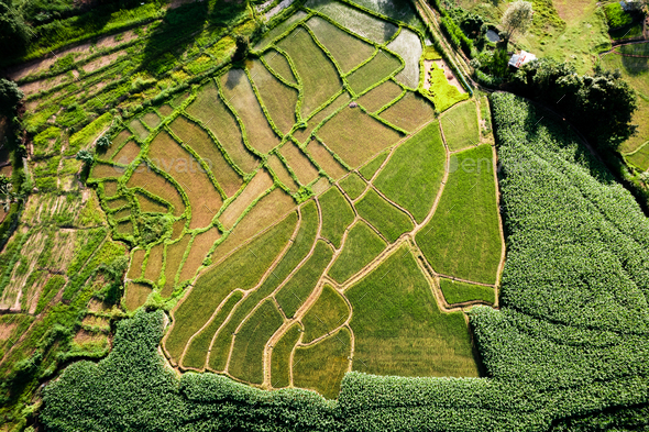 Rice field ,Aerial view of rice fields Stock Photo by ArtRachen | PhotoDune