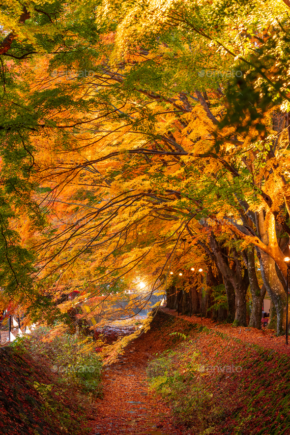 Maple Corridor near Kawaguchi Lake and Mt. Fuji, Japan Stock Photo by ...