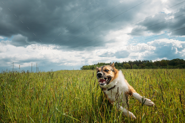 Angry Aggressive Mad Dog Running Outdoors In Green Meadow On Camera ...