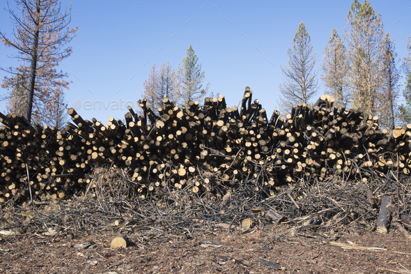 Pile of salvaged burned pine trees from extensive forest fire Stock ...