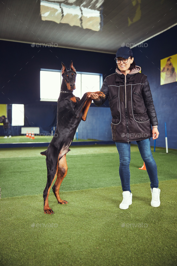 Dog standing on his hind legs supported by a handler Stock Photo by ...