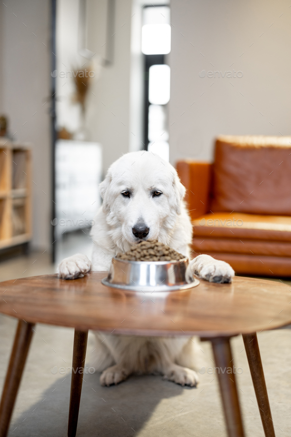 Hungry dog waiting for the food Stock Photo by RossHelen | PhotoDune