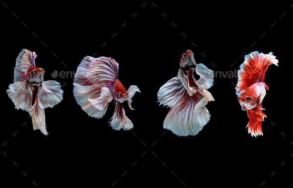 The Siamese fighting fish commonly known as betta is popular fish in ...