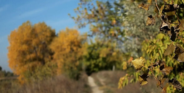 Autumn Leaves Rustling In The Wind, Stock Footage | VideoHive