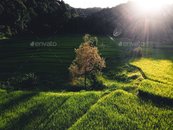 Rice field ,Aerial view of rice fields Stock Photo by ArtRachen | PhotoDune