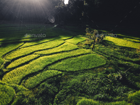 Rice field ,Aerial view of rice fields Stock Photo by ArtRachen | PhotoDune