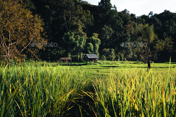 Rice field ,Aerial view of rice fields Stock Photo by ArtRachen | PhotoDune