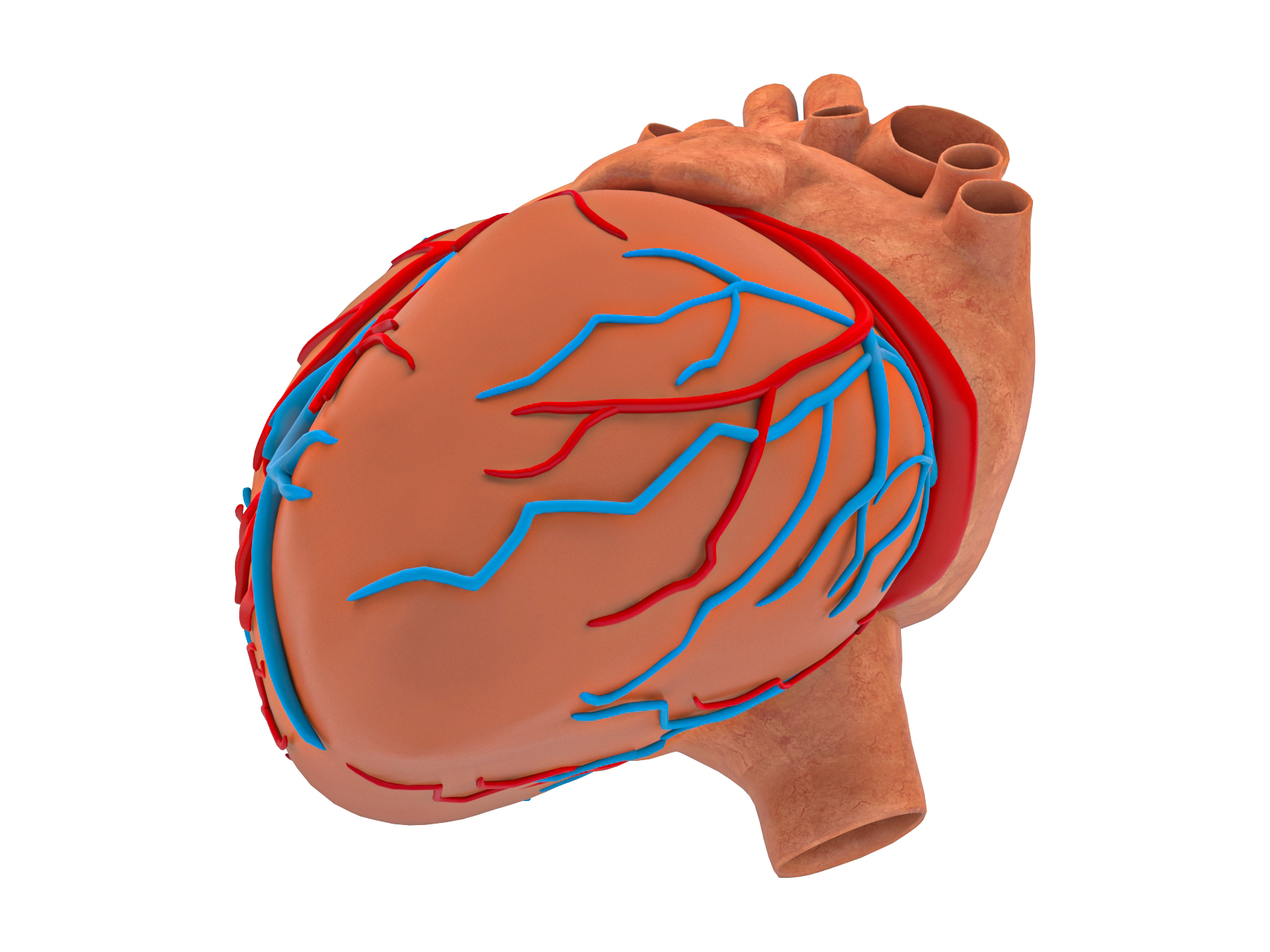 Human heart by 3dmodeling | 3DOcean