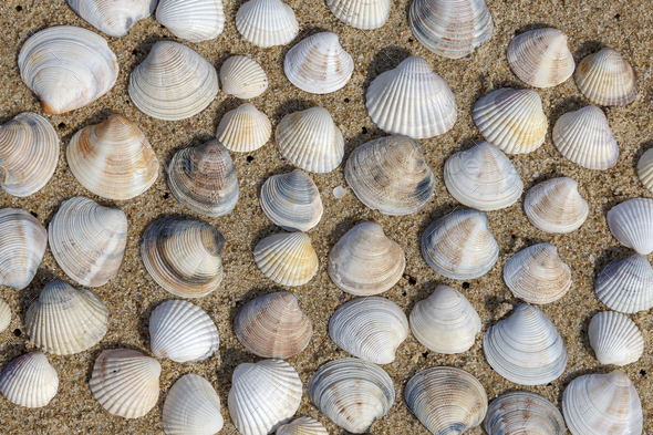 shells Stock Photo by EdVal | PhotoDune