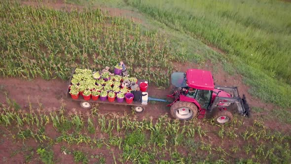 Aerial tilting on view of tractor in field with farm hand putting corn ...