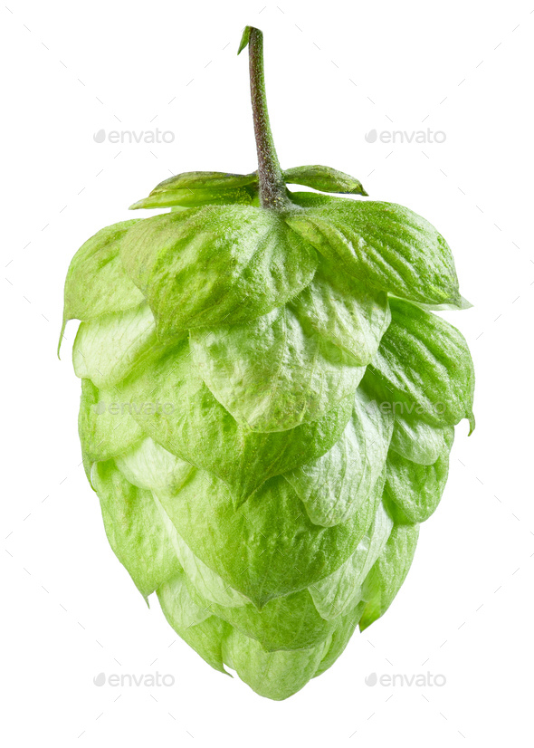hop plant isolated Stock Photo by magone | PhotoDune