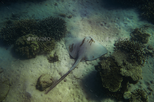 Overview of Stingray on the Bottom of the Ocean.Wildlife Concept Stock ...