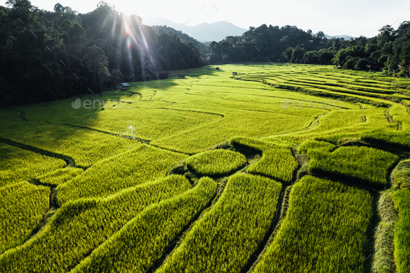 Rice field ,Aerial view of rice fields Stock Photo by ArtRachen | PhotoDune