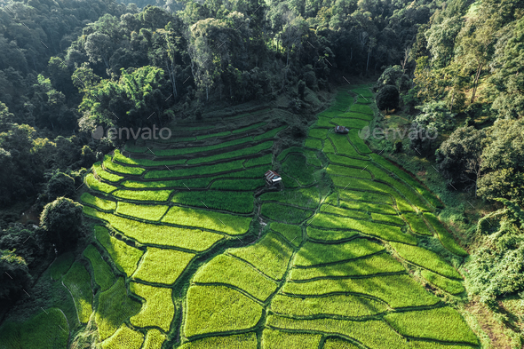 Rice field ,Aerial view of rice fields Stock Photo by ArtRachen | PhotoDune