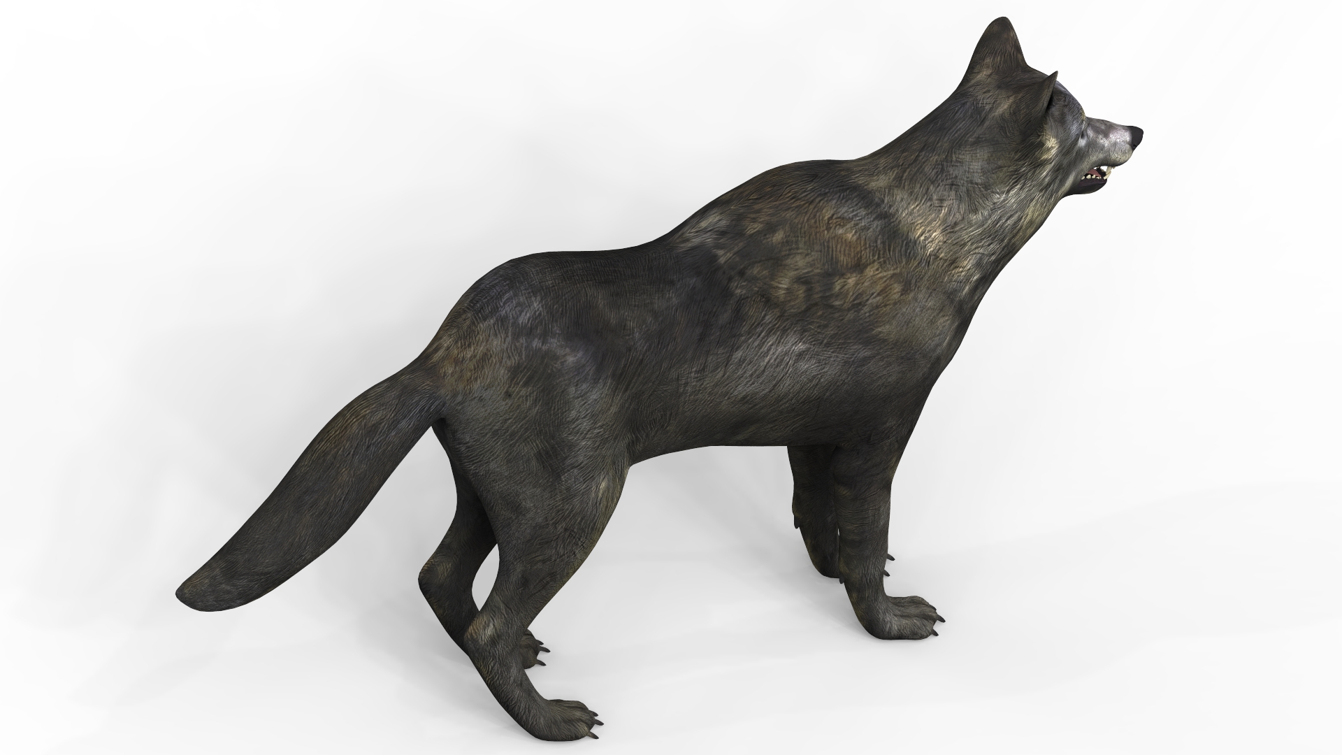 Black Wolf With PBR Textures by creativejungle007 | 3DOcean