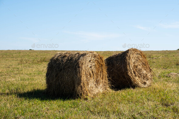 Bail Hay Gathering in Field Landscape. Round Straw Bales in Harvested ...