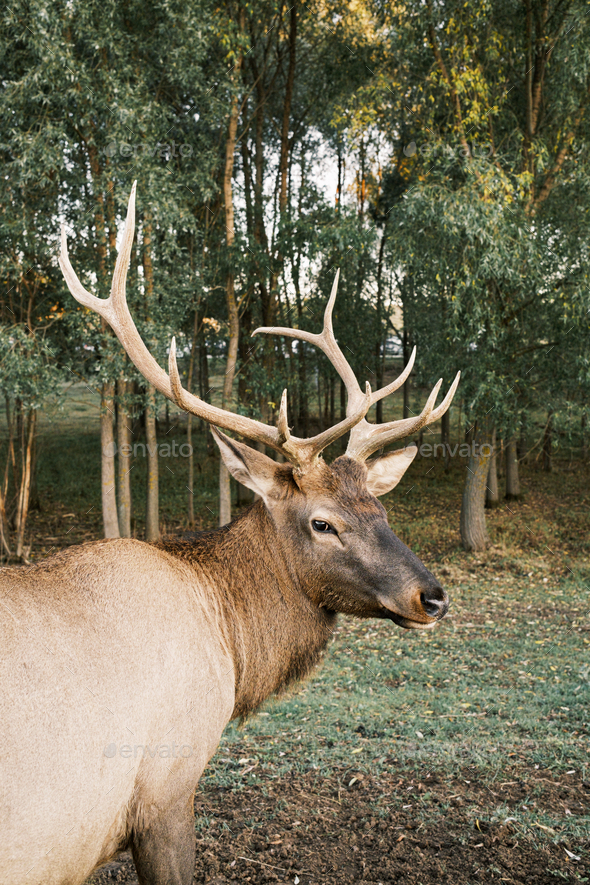 Red deer in the autumn forest.The red deer is one of the largest deer ...