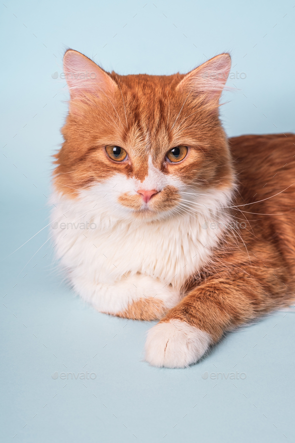 Adorable young ginger cat with white fur and serious face Stock Photo ...