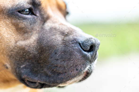 Close-up of a dog's muzzle, a labrador's muzzle. Stock Photo by puhimec