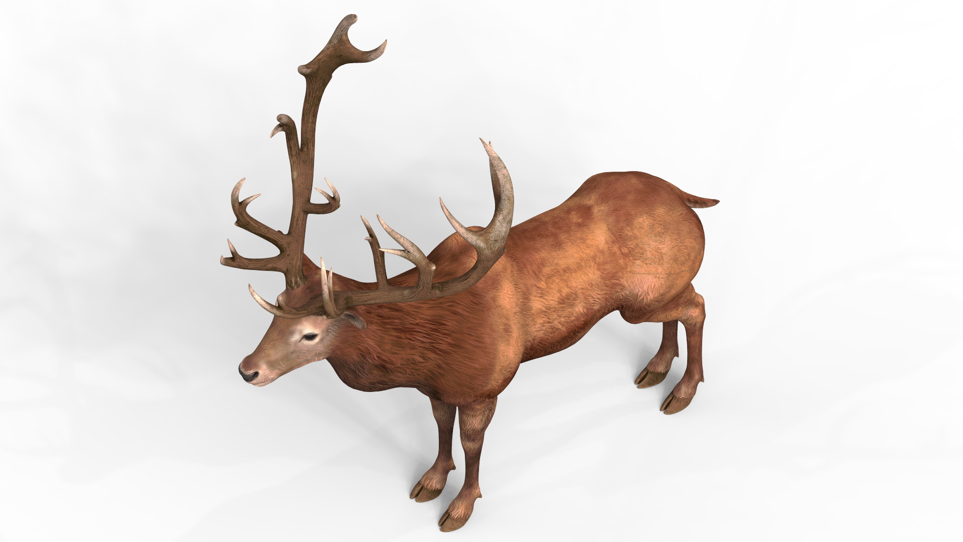 Red Deer With PBR Textures by creativejungle007 | 3DOcean