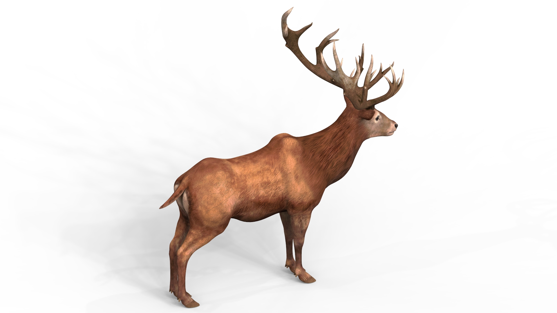 Red Deer With PBR Textures by creativejungle007 | 3DOcean